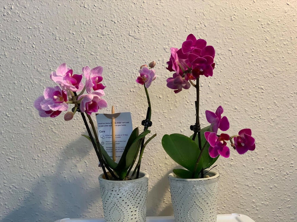 Miniature phalaenopsis pink rainbow royal purp Live Orchid plant hoya ...