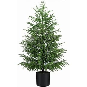 Real Small Christmas Trees