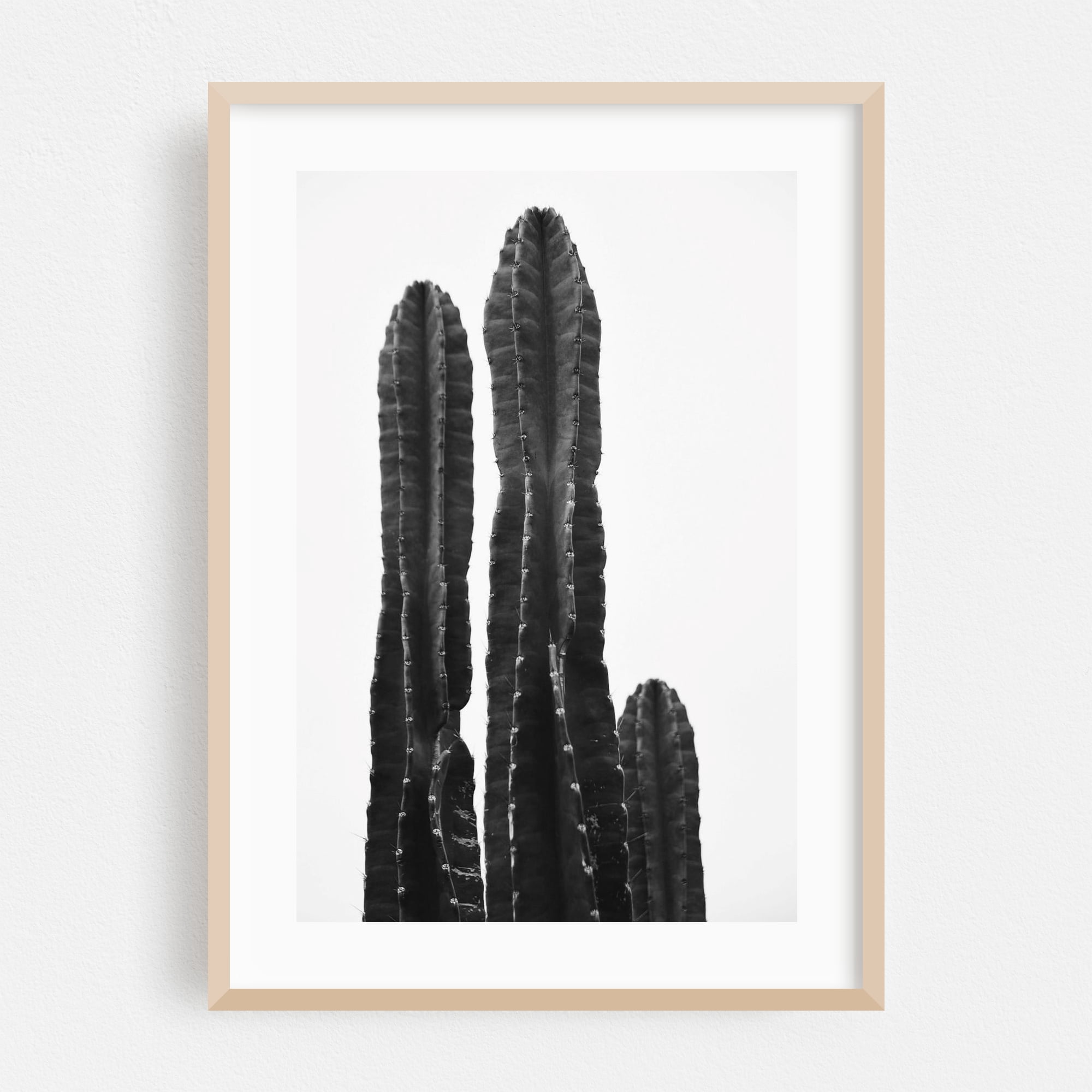 Minimalist Cactus in Black and White - Tucson Arizona Photography ...
