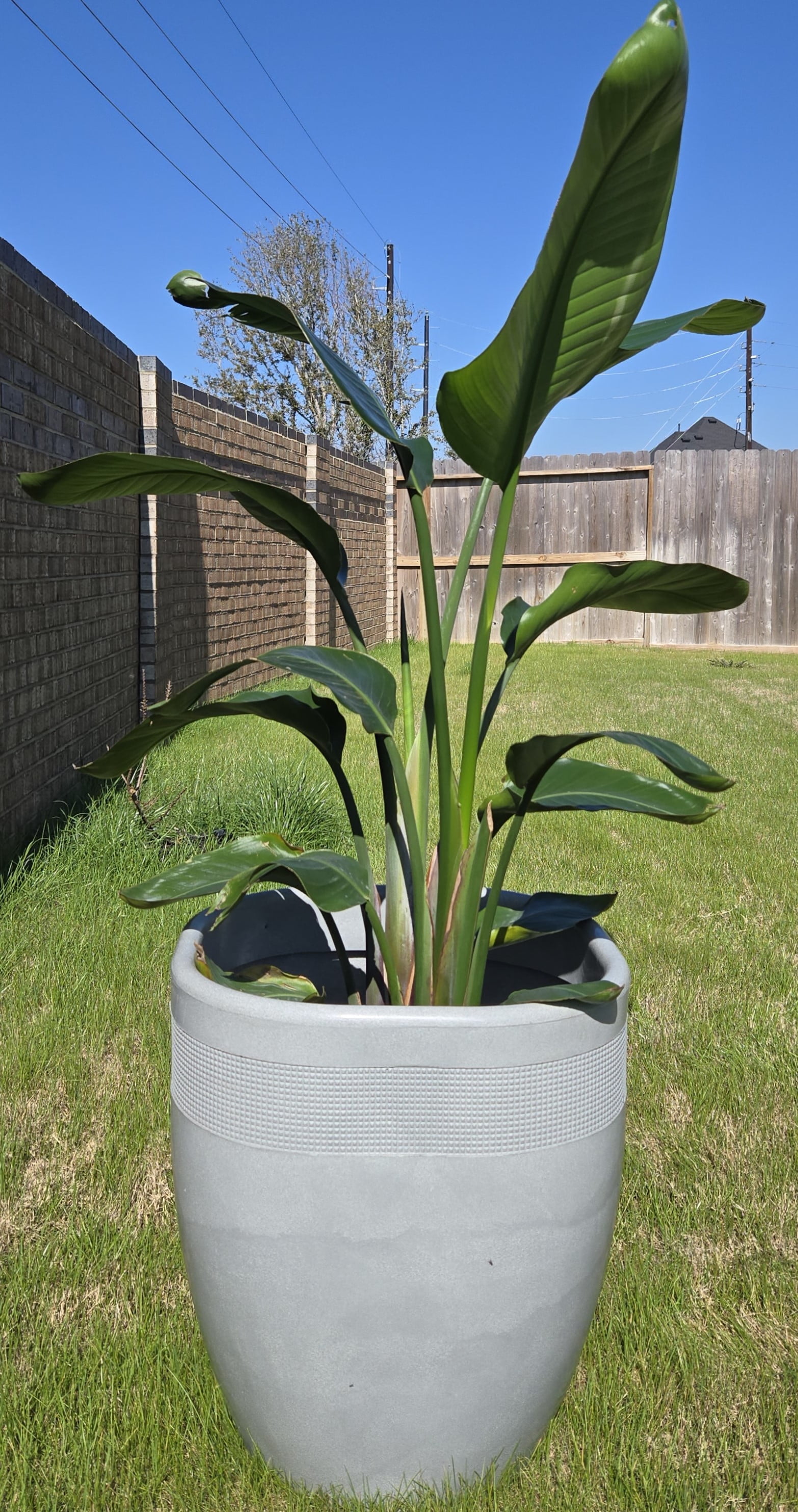 Minimalist Gray - Walmart.com