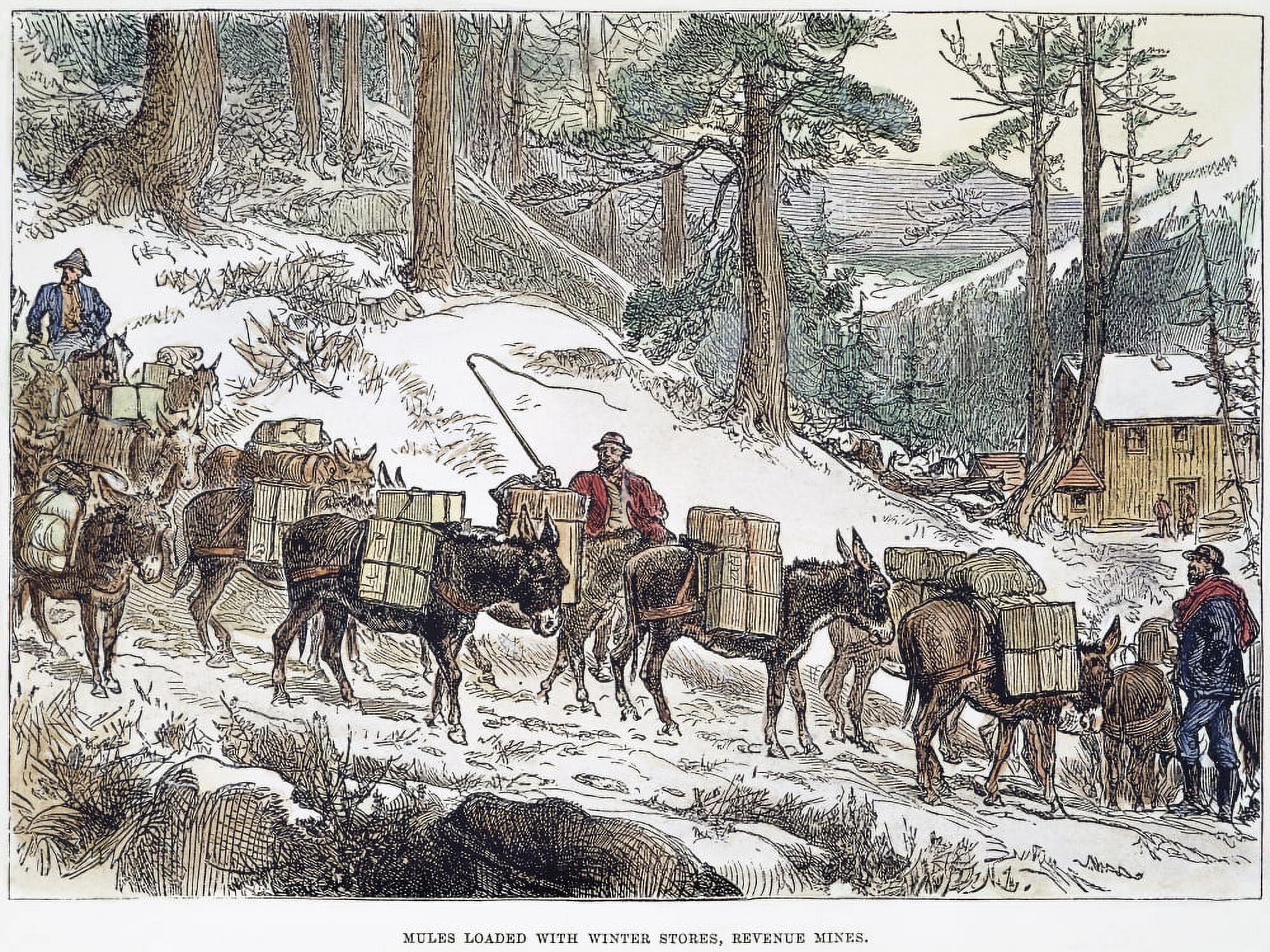 Mining: Mule Train, 1880. /Na Mule Train Provisioning A Miner'S Camp In ...