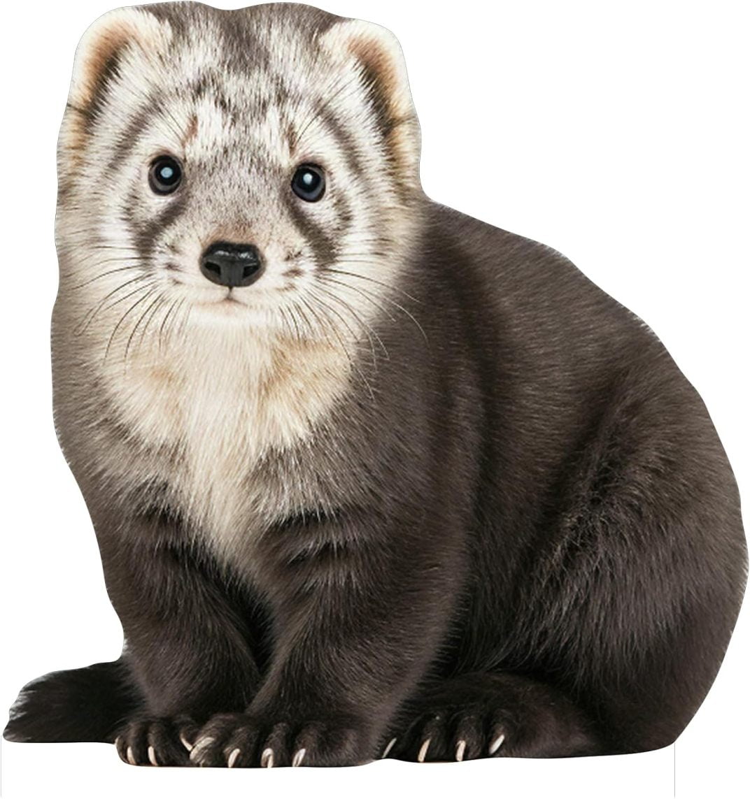 Mink 4FT Life Size Cardboard Cutout, Safari Theme Decoration, Animals ...