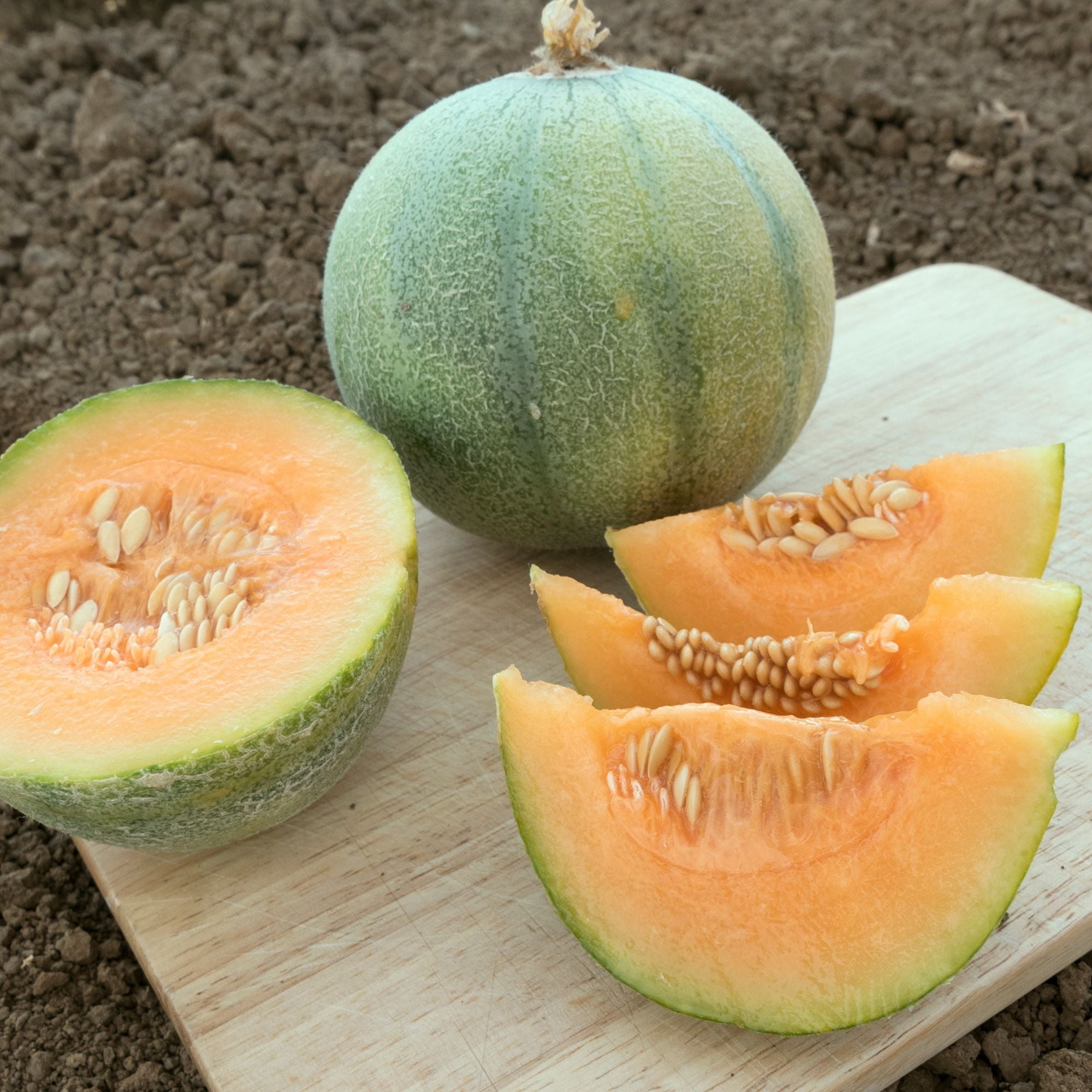 Minnesota Midget Cantaloupe 5 Lb ~74,800 Seeds – 65-70 Days to Maturity ...