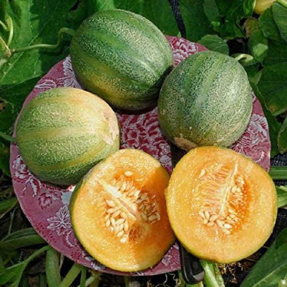 Minnesota Midget Melon Seeds | 10 Seeds Packet | Grow Fun Midget Melons ...