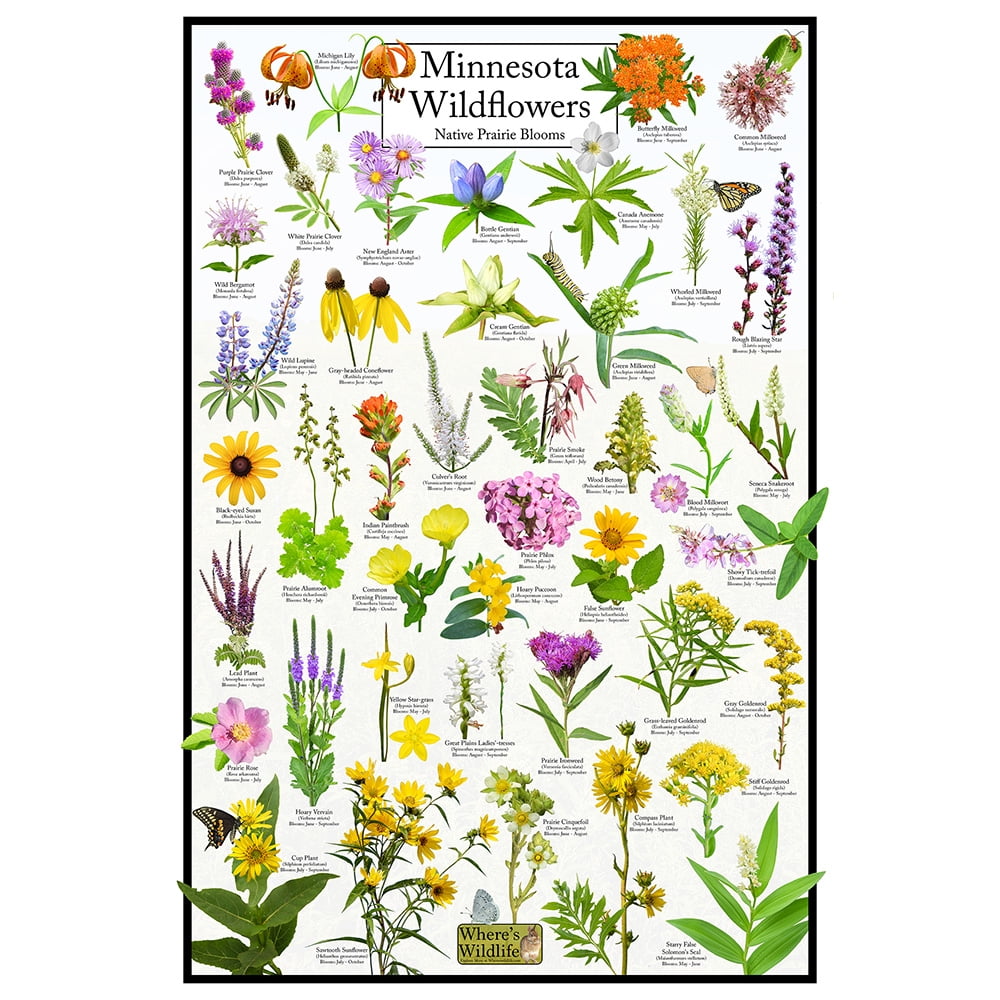 Minnesota Wildflowers Poster - Native Prairie Blooms - Educational ...