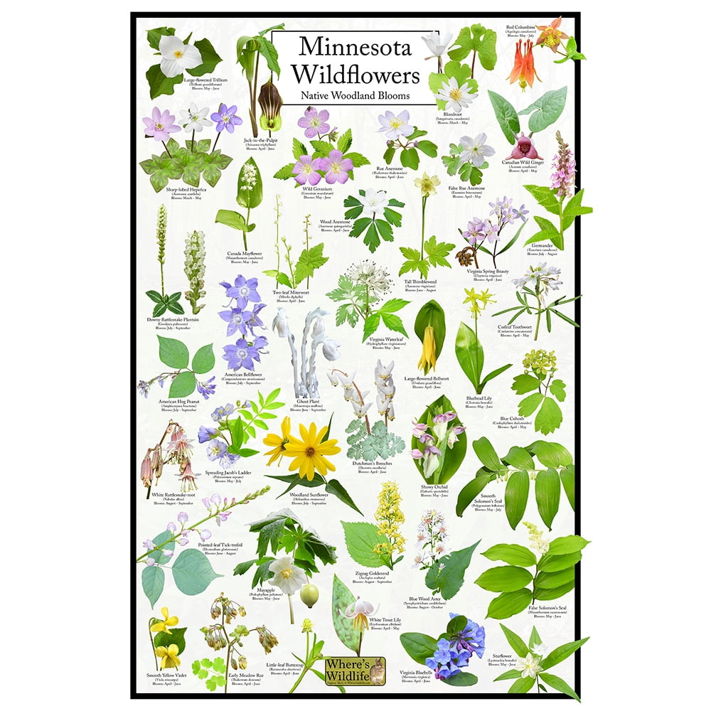 Minnesota Wildflowers Poster - Native Woodland Blooms - Educational ...