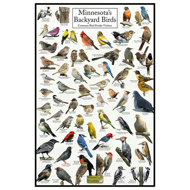 Minnesota's Backyard Birds Poster - Minnesota Bird Chart Highlighting ...