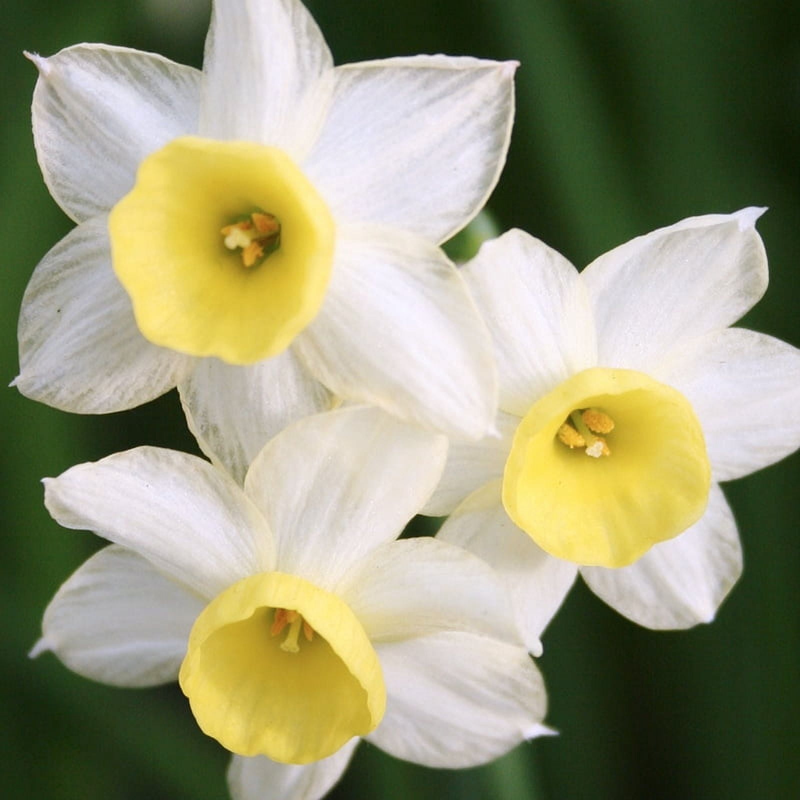Minnow Rock Garden Daffodil Flower Bulbs - 5 Bulbs per Pack ...