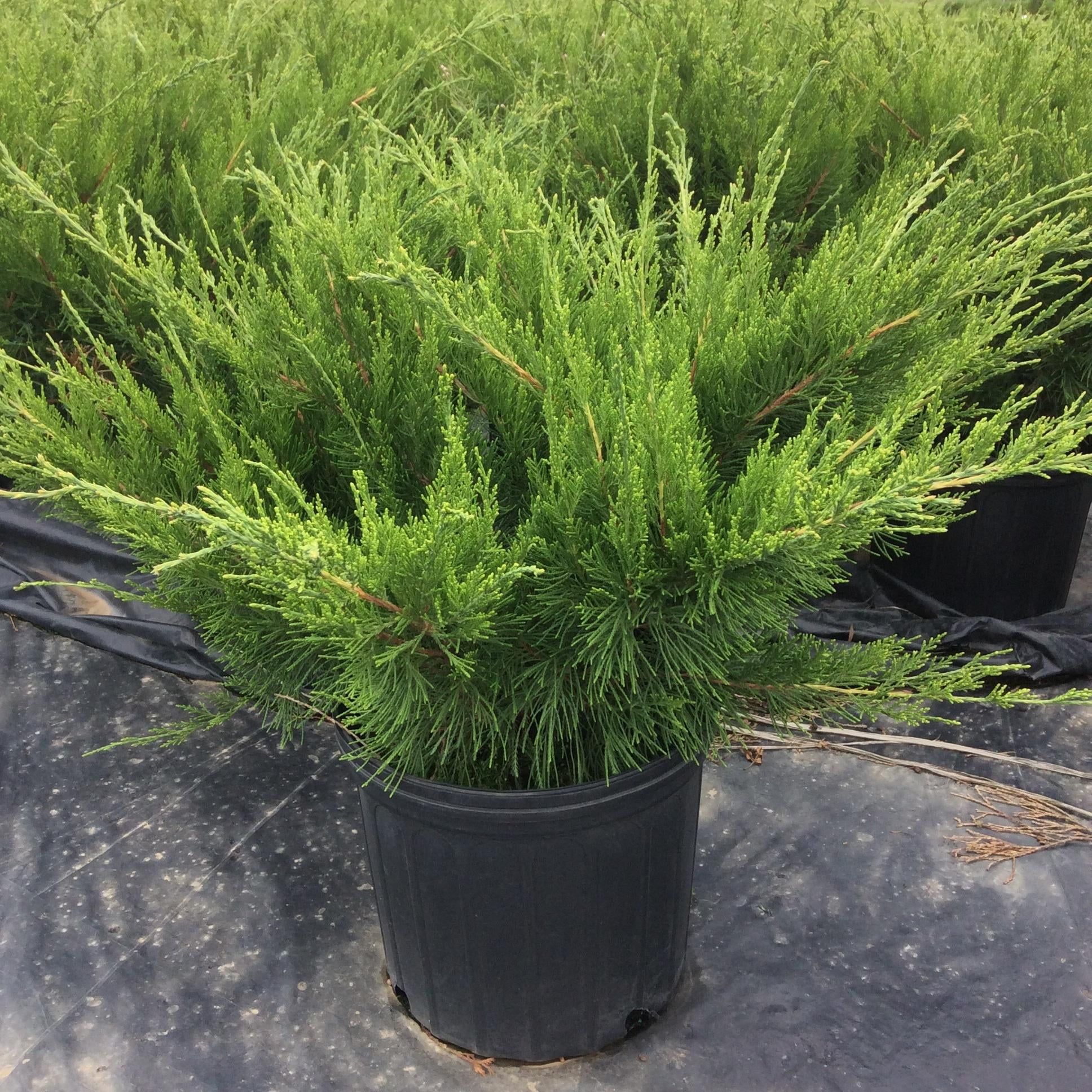 Mint Julep Juniper-Evergreen Shrub for Landscaping-Dense Foliage 1 ...