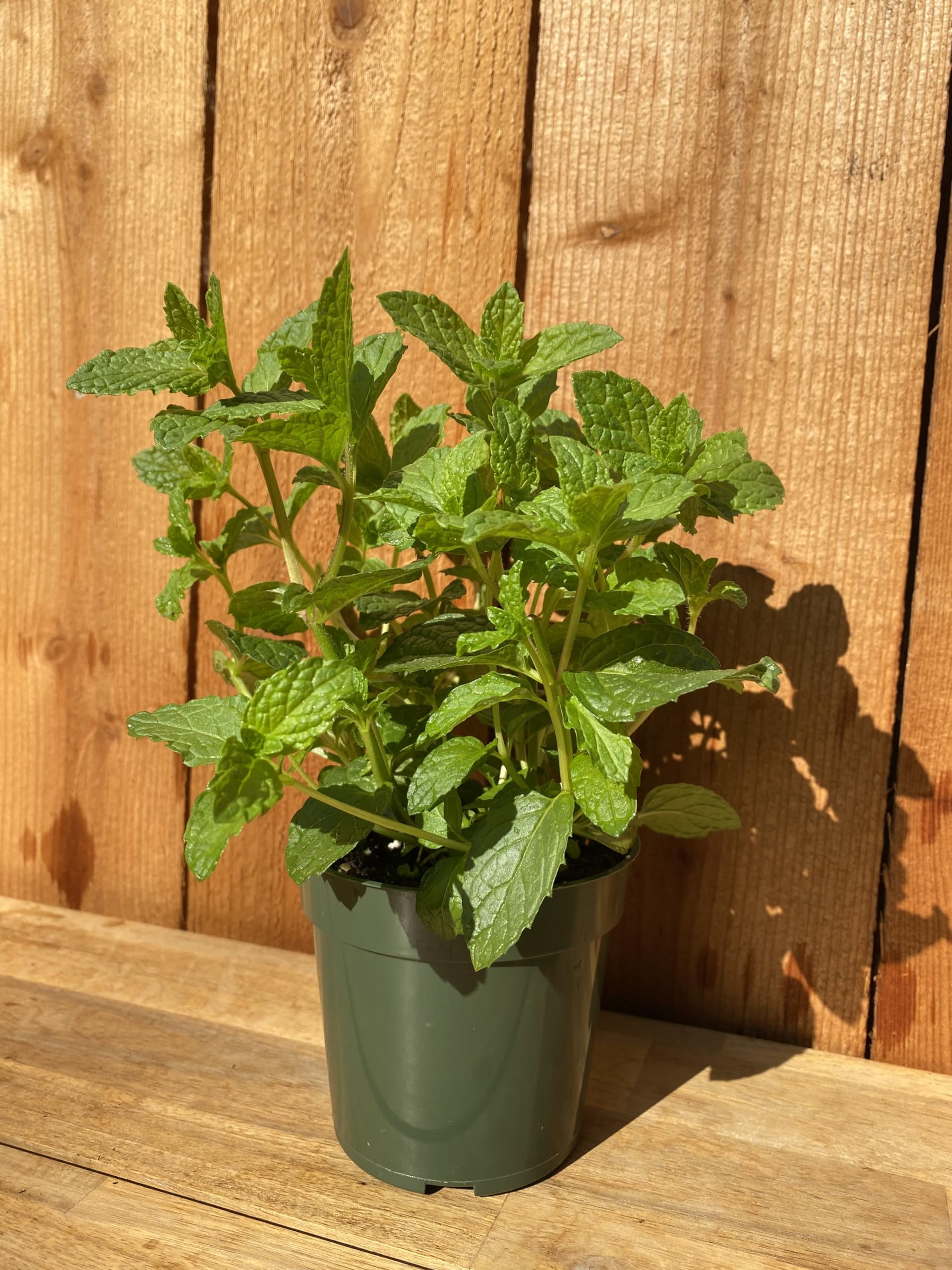 Mint Plant, Growing Inside 4" Nursery Pot, Spearmint, Fragrant and Flavorful Herb, Live Plant ...