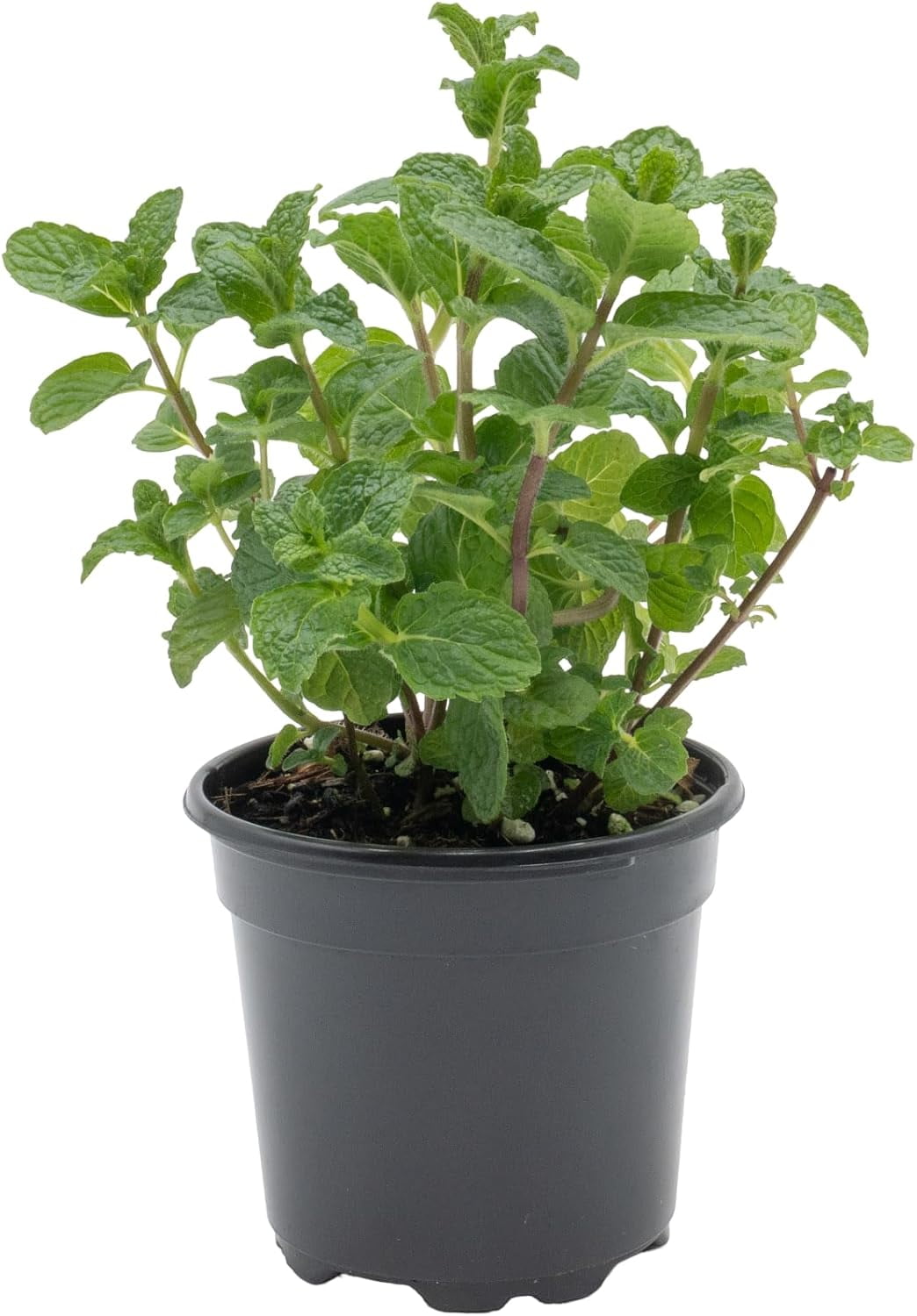 1 Live Spearmint Plant (Mentha Spicata) – Fragrant & Flavorful Herb, Thriving in 4” Nursery Pot ...