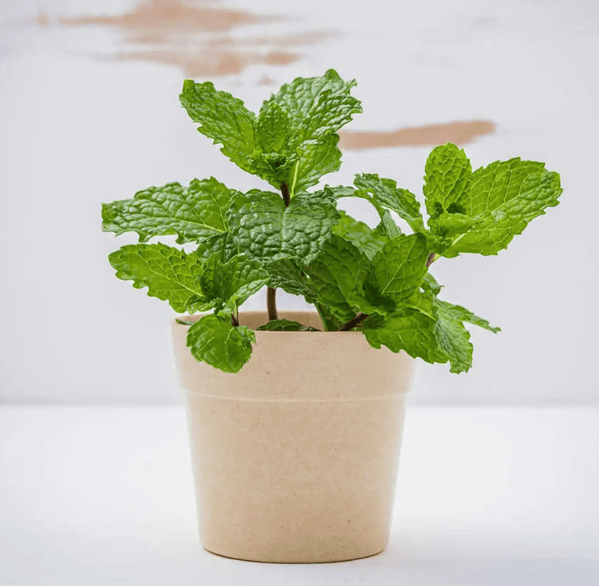 Mint Plant Live for Planting 6" Height in a 3.5 Inch Pot - Walmart.com