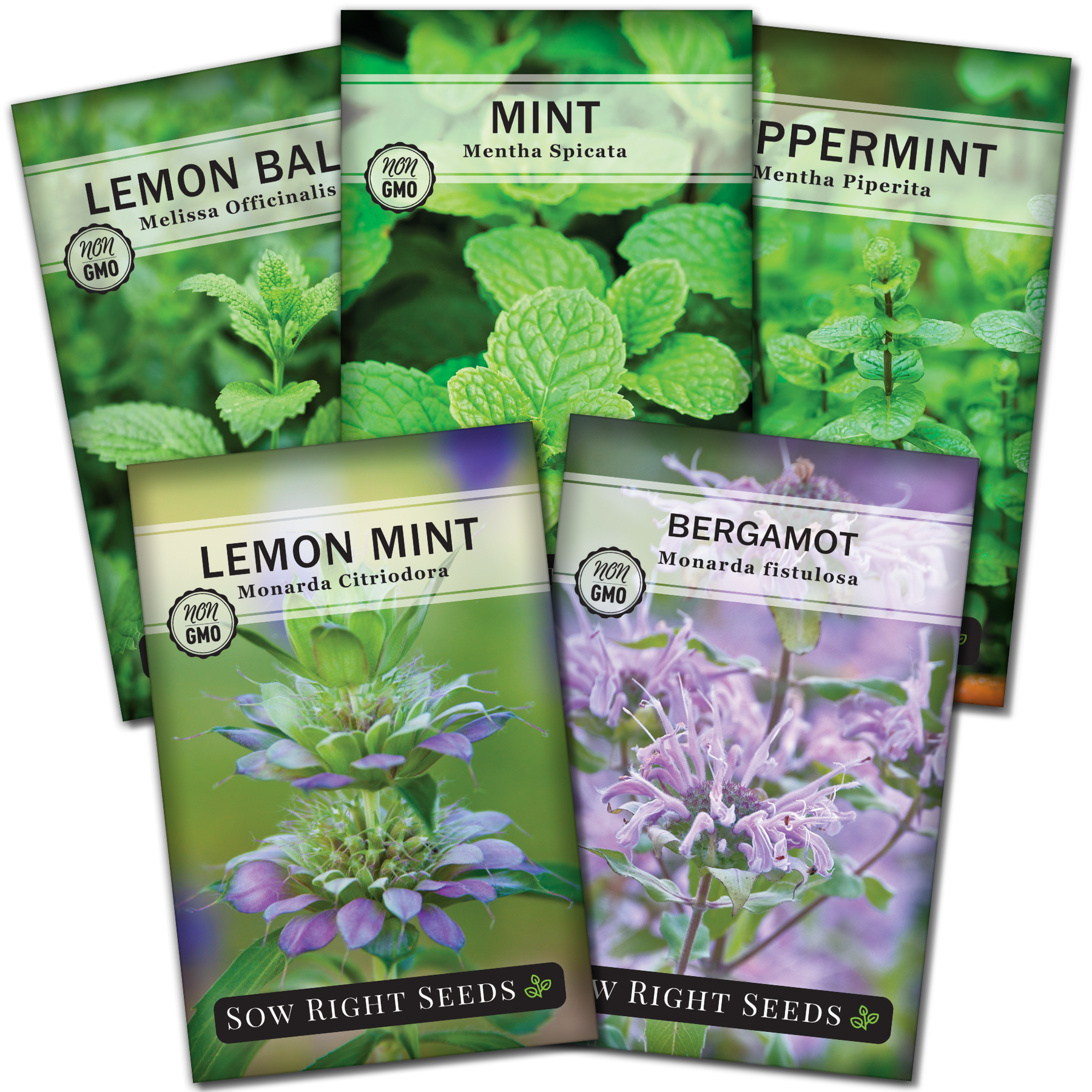 Sow Right Seeds - Heirloom Mint Seed Collection, Non-GMO Varieties, 5 ...