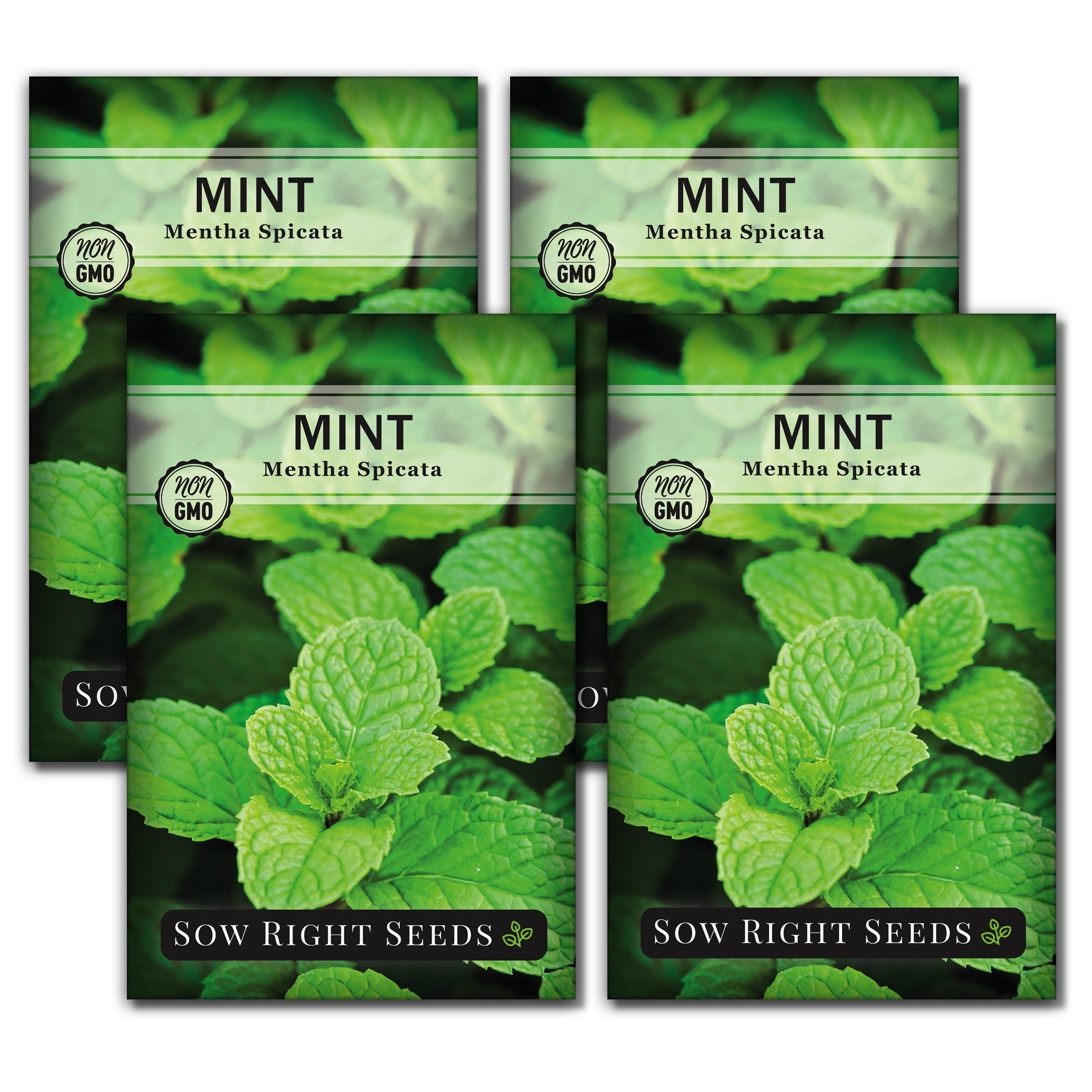 Sow Right Seeds - 4 Packets of Non GMO Heirloom Mint Seeds for Indoor ...