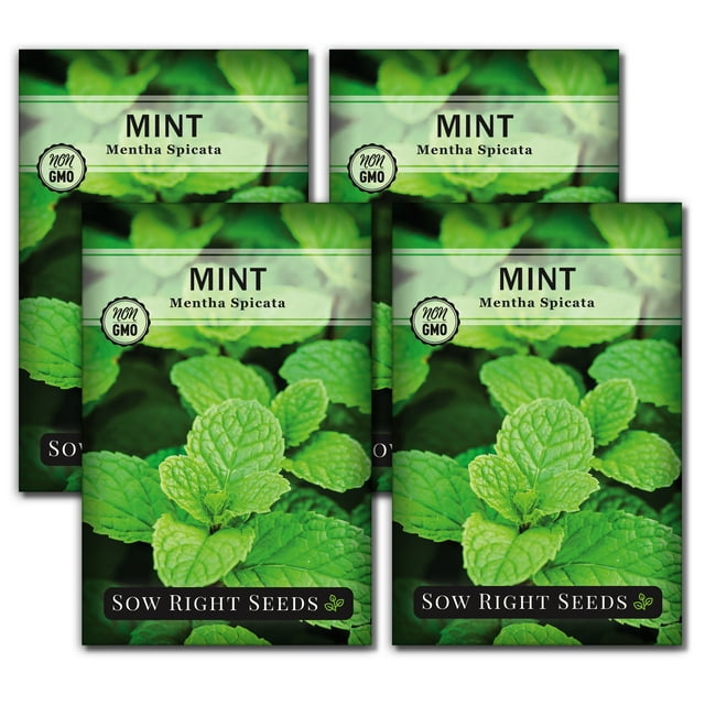 Sow Right Seeds - 4 Packets of Non GMO Heirloom Mint Seeds for Indoor or Outdoor Herb Garden ...