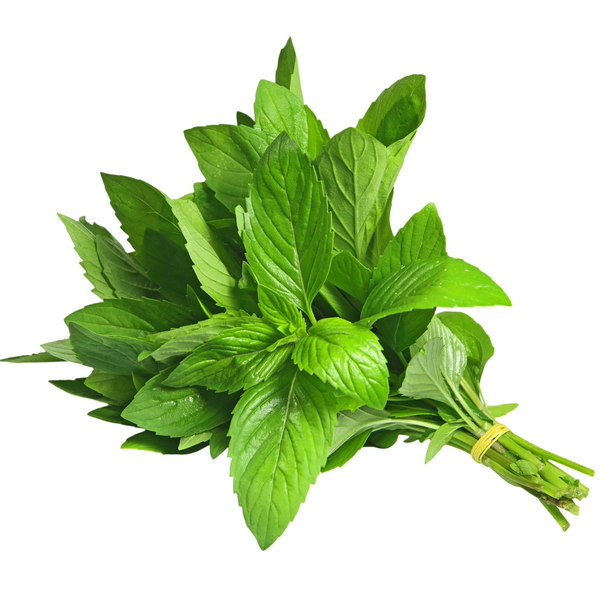 99 Ranch Fresh Mint Leaves - Aromatic Culinary Mint For Garnish, Salads ...