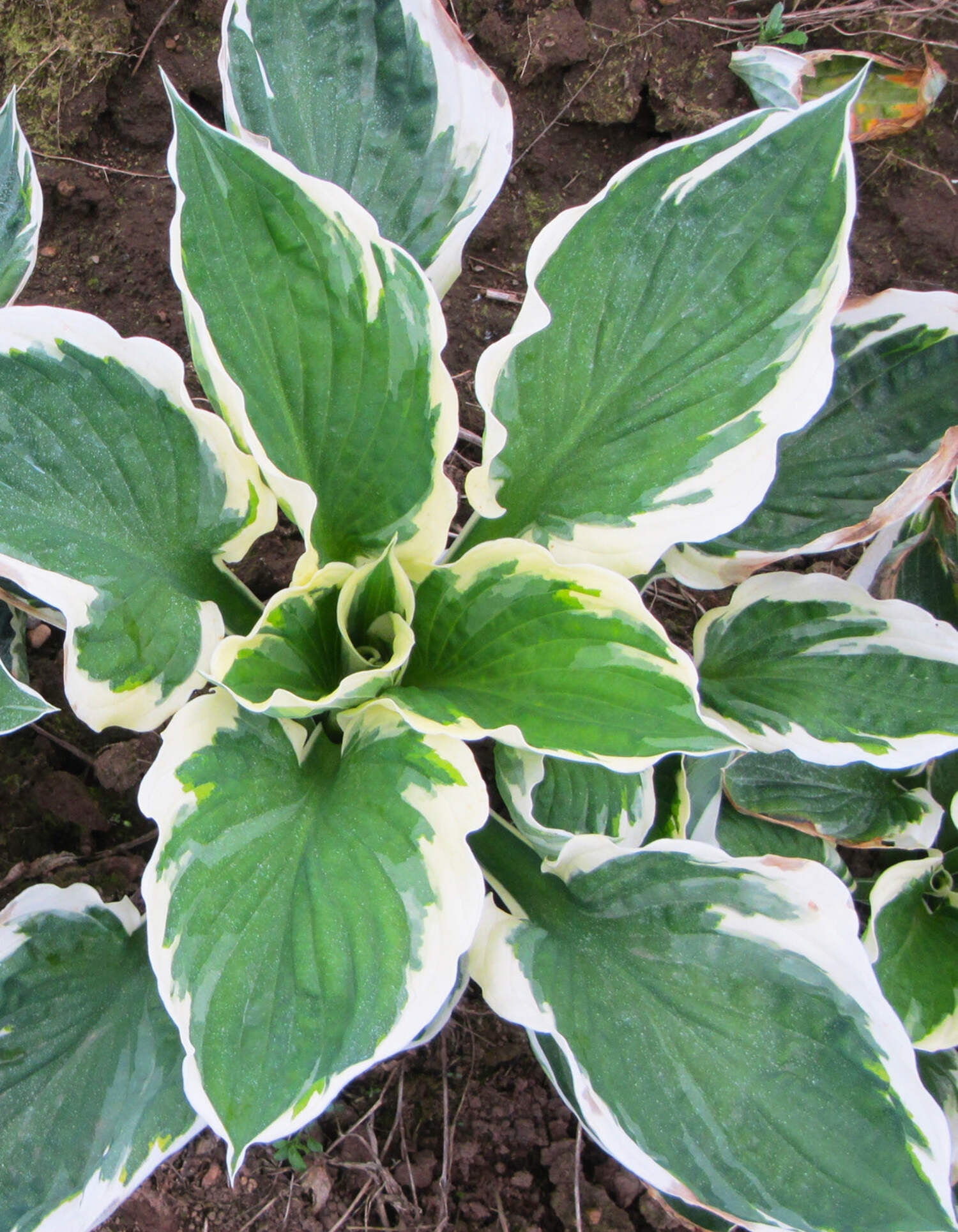 Minuteman Hosta - 3 root divisions - Walmart.com