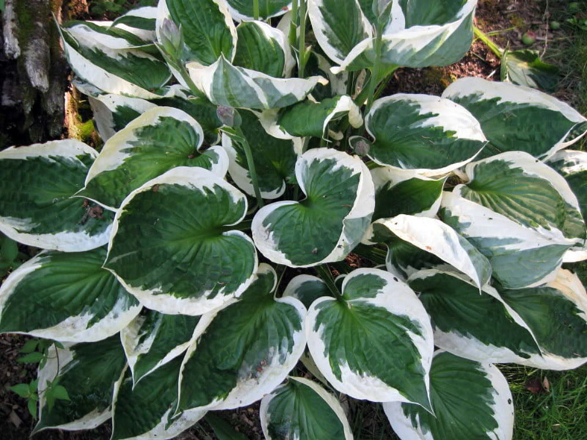 Minuteman Hosta- Large and Broad-Spreading! - Quart Pot - Walmart.com