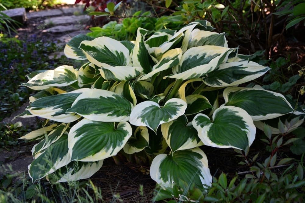 Minuteman Hosta Root for Planting 3 Roots - Walmart.com