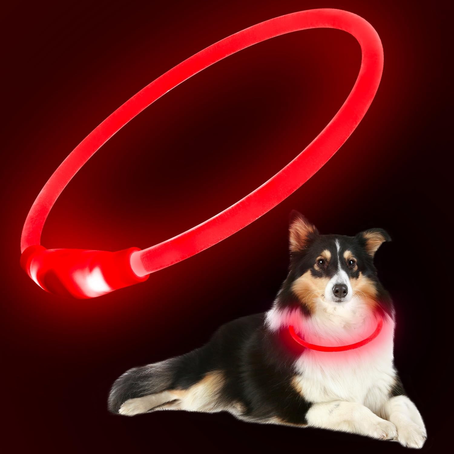 Minzimin LED Dog Collar, USB Rechargeable Glowing Lighted Up Collar ...