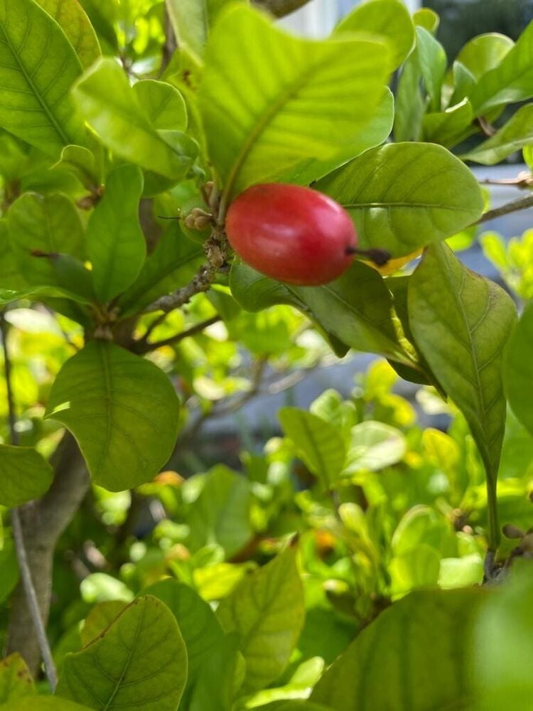 Miracle Fruit Plant Synsepalum dulcificum small seedling 2 for $30 ...