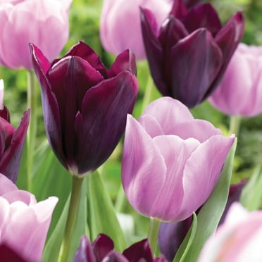 Tulip Single Early 'Purple Prince' (Triumph Tulip) Size 12/+ cm, Bulbs ...