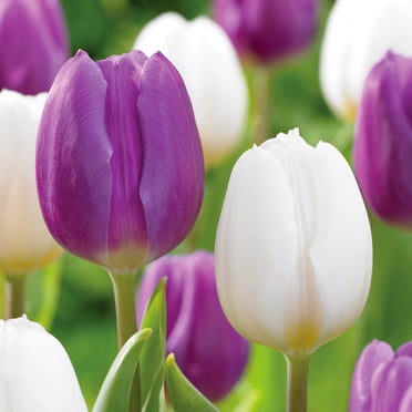 5 Dark Purple Allium Bulbs - Blooming Onion, Perennial Garden Flower ...