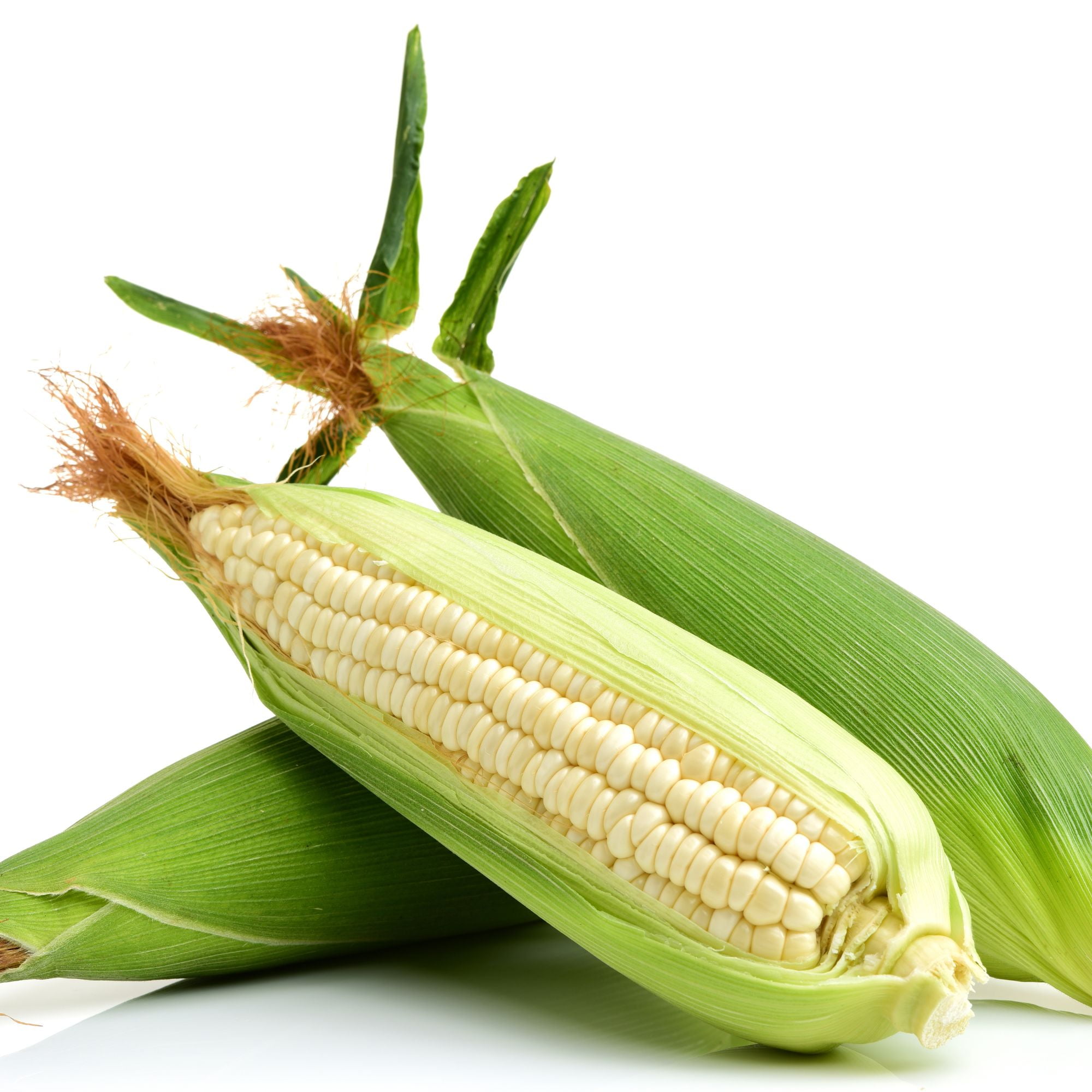 Mirai 421 Corn Seeds for Planting - Treated - ~50 Seed Packet - Corn ...