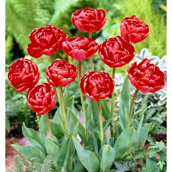 Peony Bulbs in Plant Bulbs - Walmart.com
