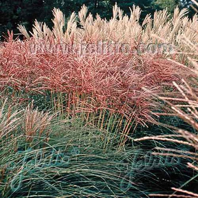 Miscanthus New Hybrids Drought Tolerant Ornamental Grass Plant Seed ...