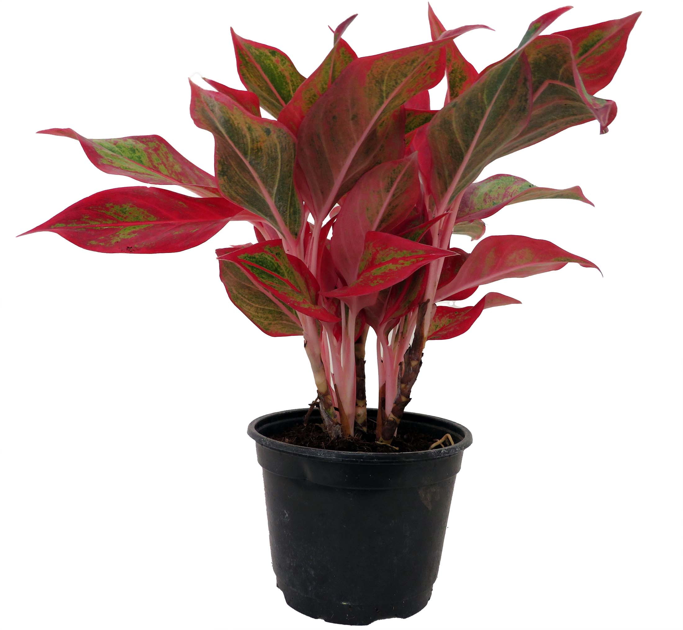 Misha Chinese Evergreen Plant - Aglaonema - Low Light - 6" Pot ...