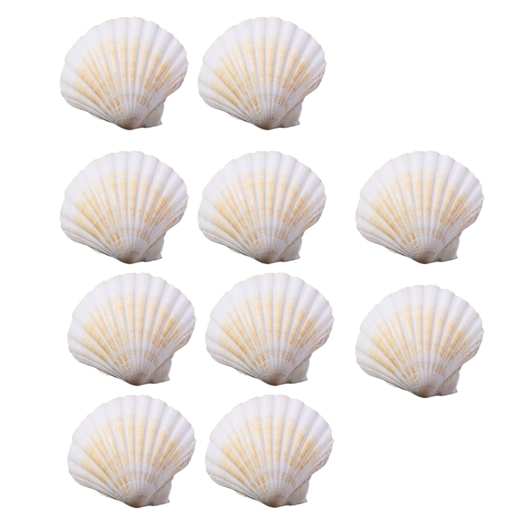 Misright Craft Pack of 10 Large Scallops Shells for Sea Themed Party ...