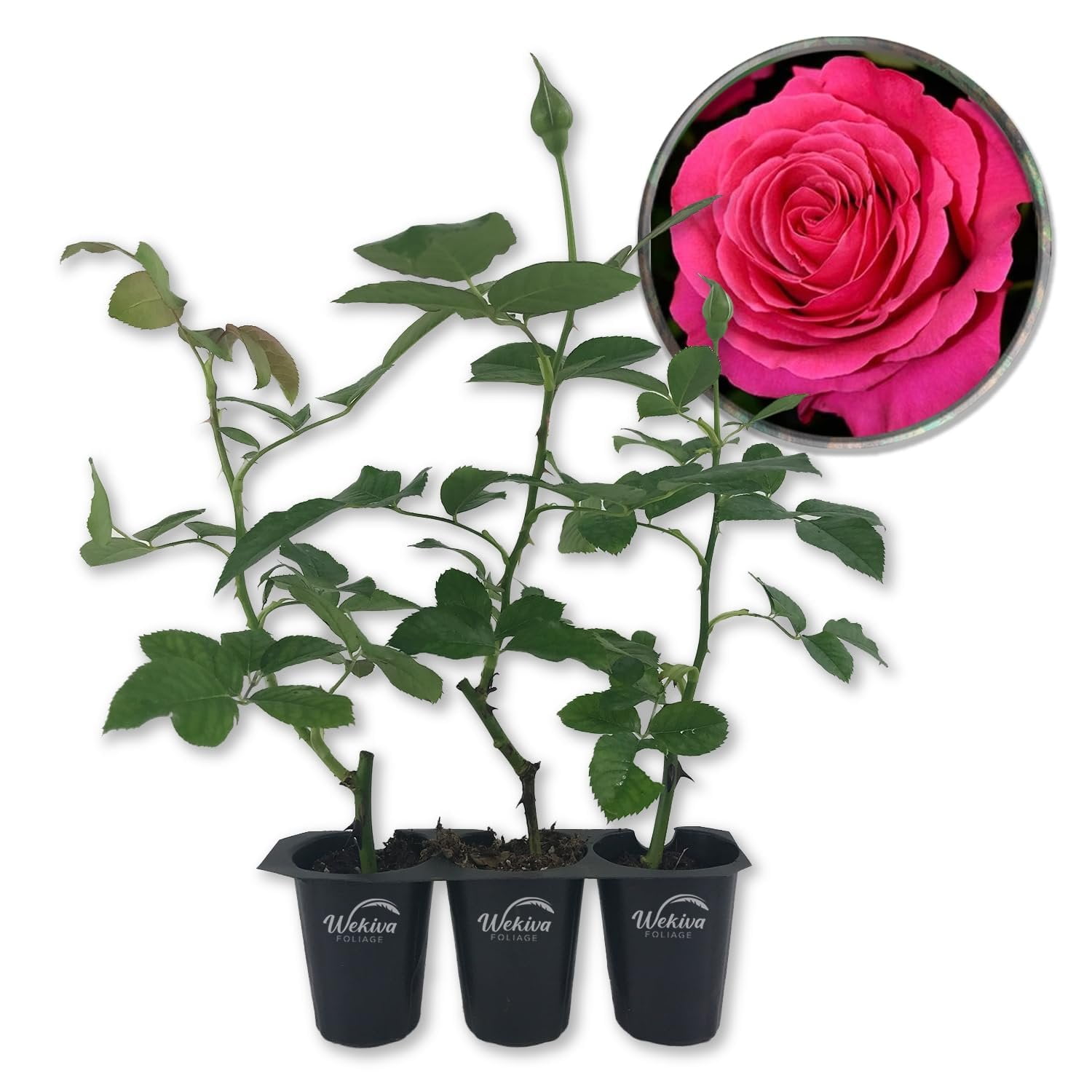 Miss All American Beauty Rose Bush - 3 Live Starter Plants in 2 Inch ...