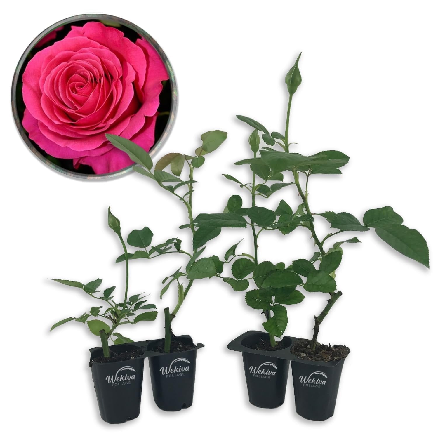 Miss All American Beauty Rose Bush - 4 Live Starter Plants in 2 Inch ...