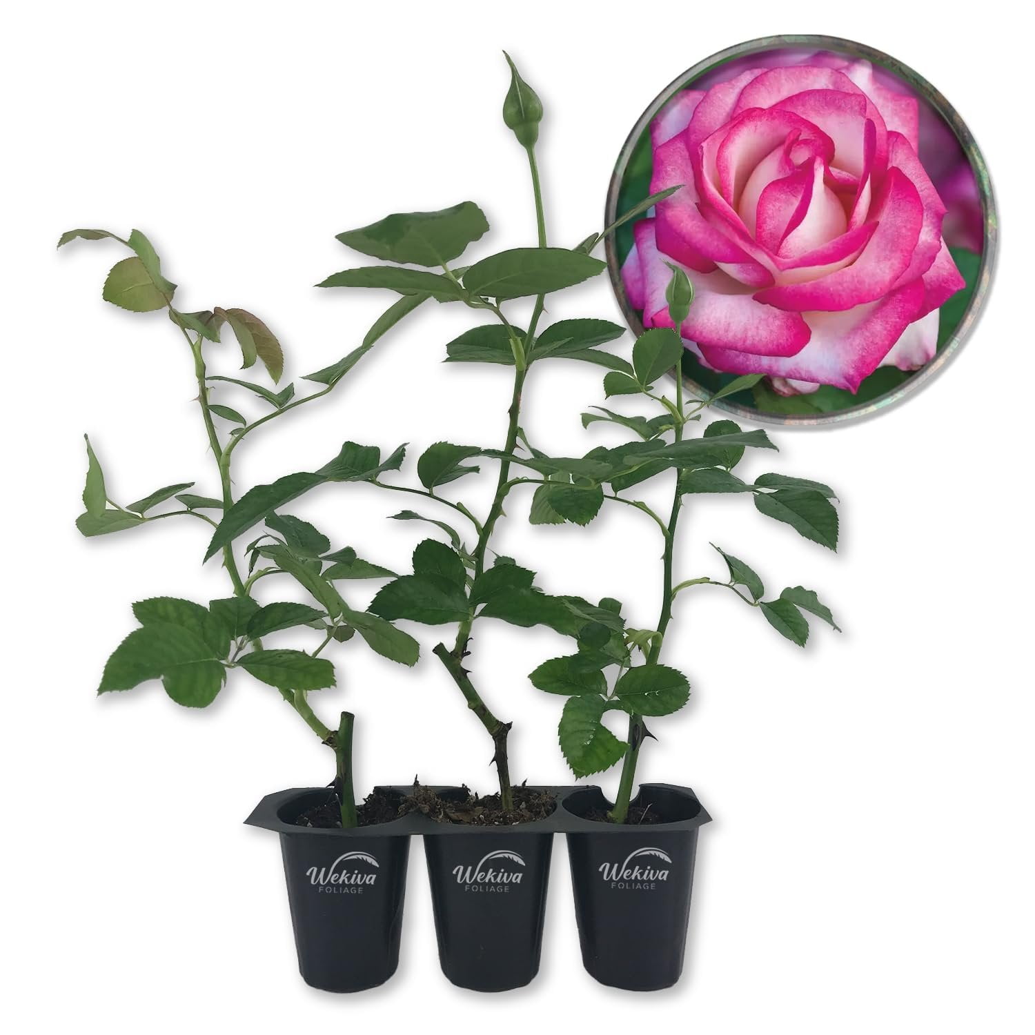 Miss Congeniality Rose Bush - 3 Live Starter Plants in 2 Inch Growers ...