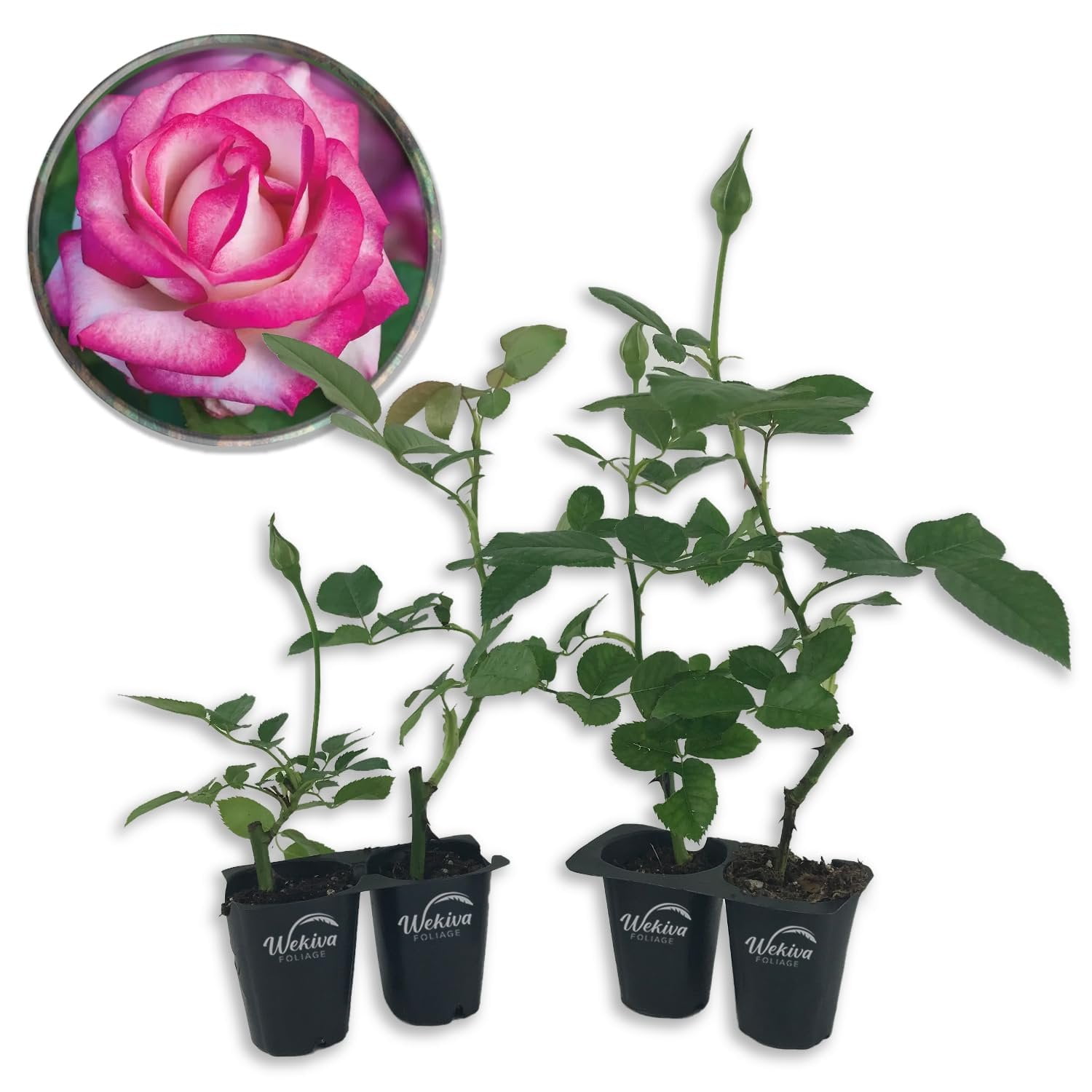 Miss Congeniality Rose Bush - 4 Live Starter Plants in 2 Inch Growers ...