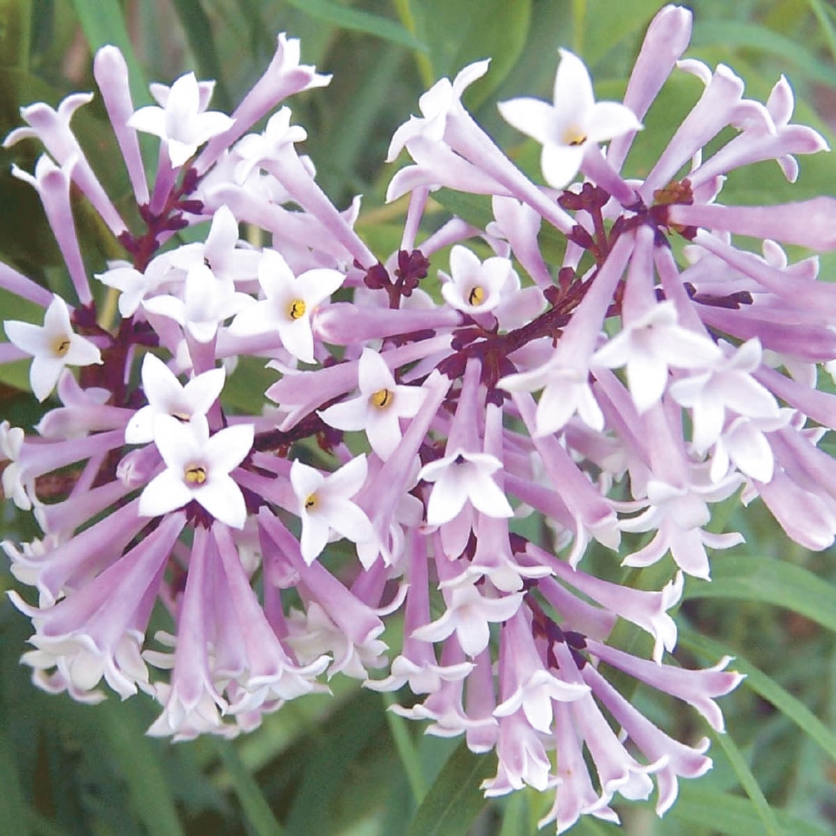 Miss Kim Lilac Dormant Bareroot Flowering Starter Shrub (1-Pack ...