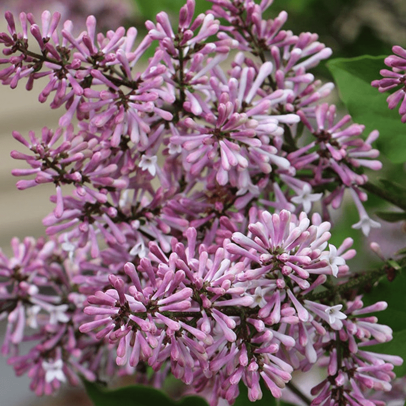 Miss Kim Lilac Shrub, Lilac Plant Live, Suitable for Planting Outdoor ...