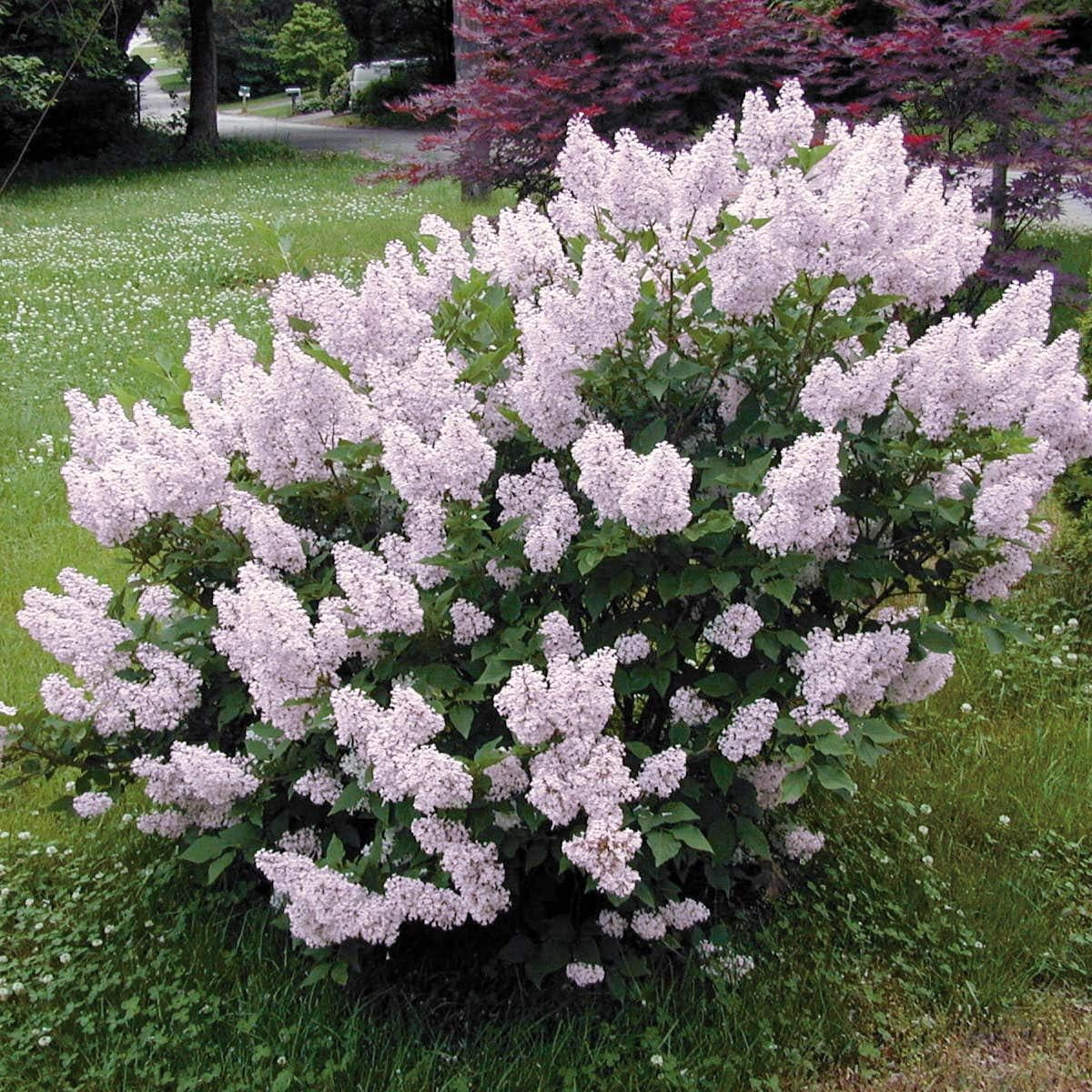 Direct Gardening Lilac Miss Kim Bush Hedge Kit Dormant Bare Root Plant ...