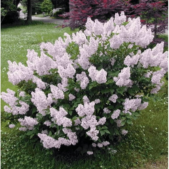 Boomerang Lilac Tree