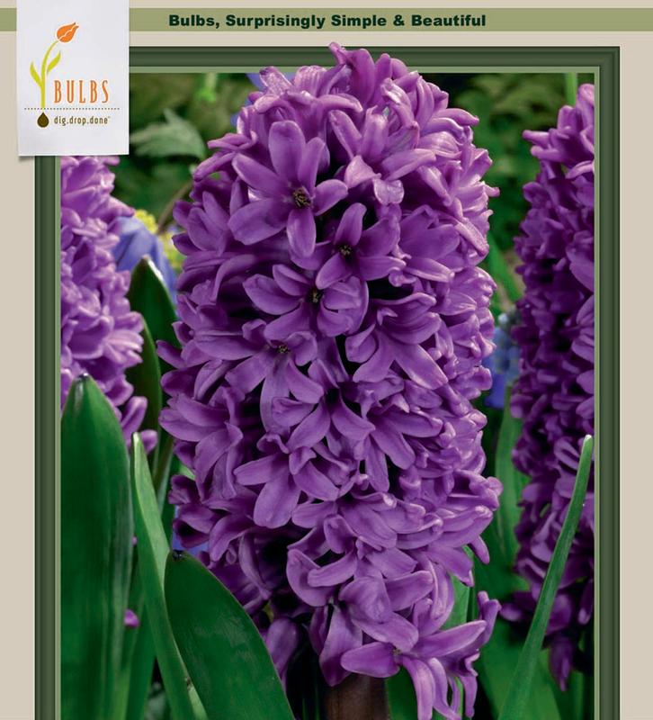 Hirt's Gardens Miss Saigon Hyacinth Bulbs, Purple Blooms, 15/16 cm, Zones 2-10 - Walmart.com