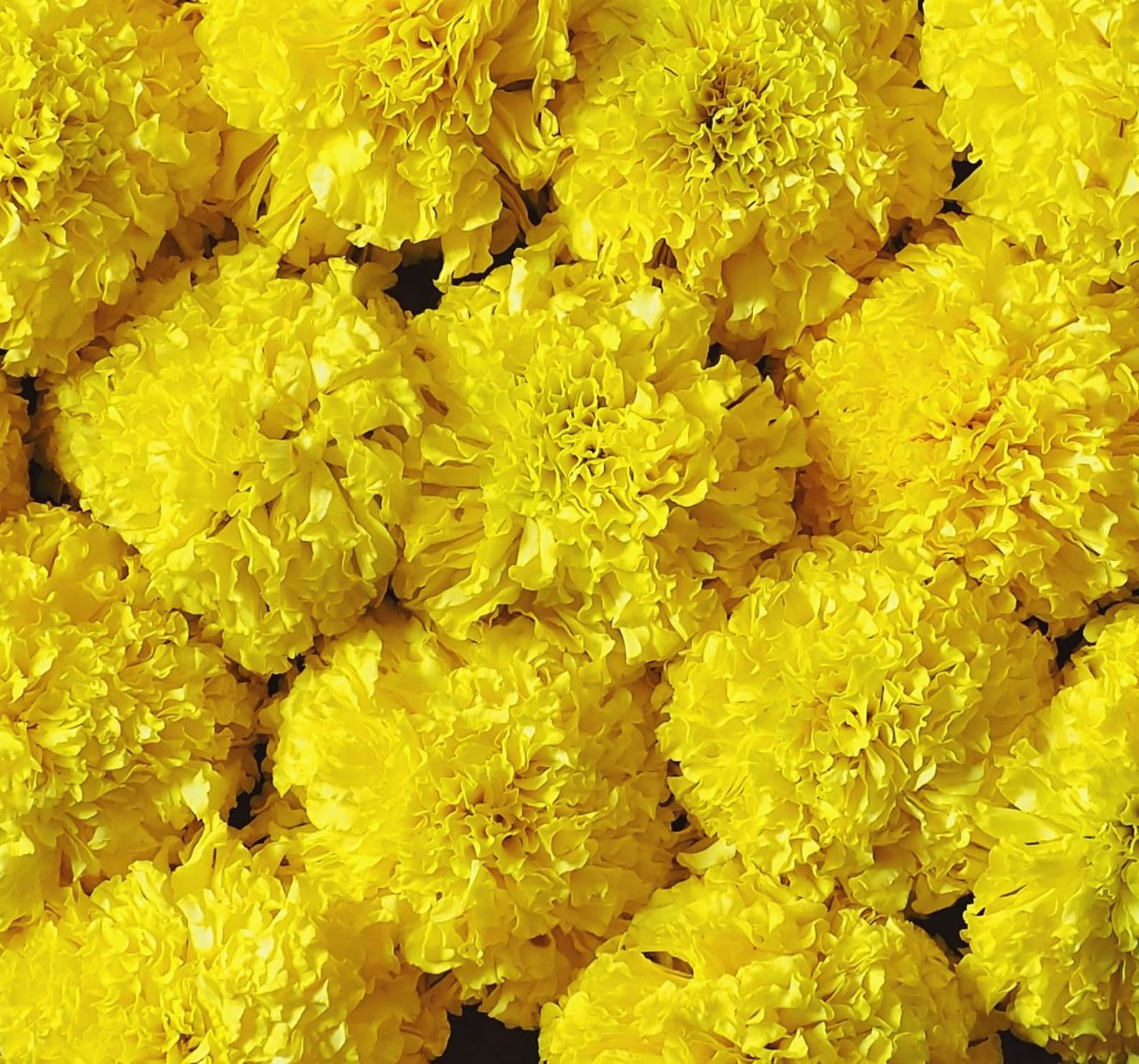 Mission Yellow Marigold Cut Flower Seeds for Planting Packet - Walmart.com