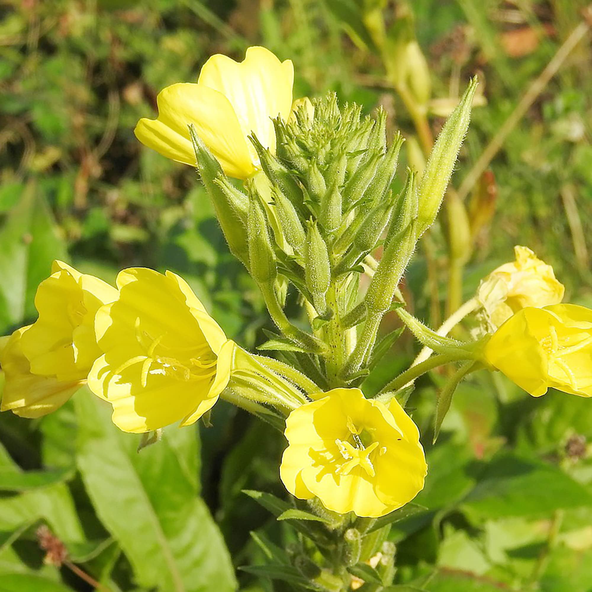 Missouri Evening Primrose SCH4 Seeds Oenothera Macrocarpa, Ozark ...