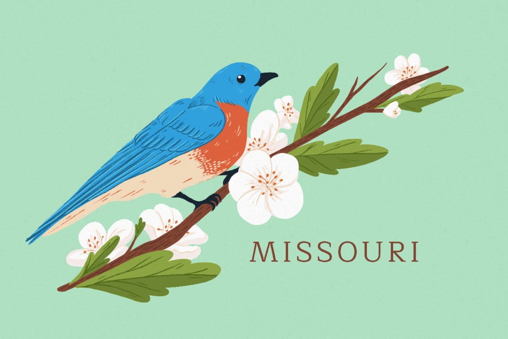 Missouri, State Bird and Flower Collection, Bird on Branch (16x24 ...