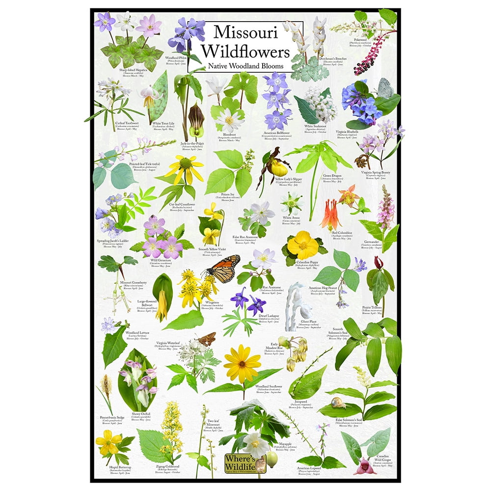 Missouri Wildflowers Poster - Native Woodland Blooms - Educational ...