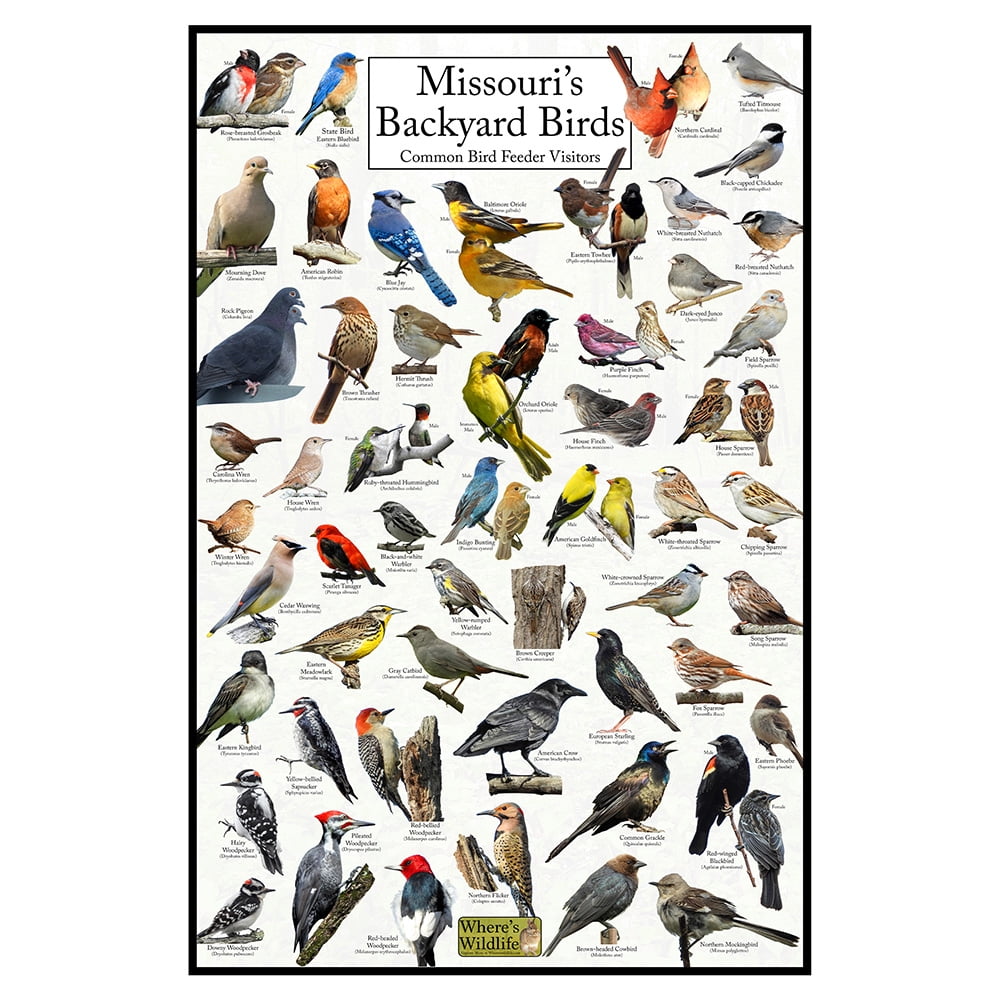 Missouri's Backyard Birds Poster - Missouri Bird Chart Highlighting ...