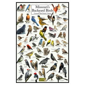 State Birds Poster Identification Chart - Walmart.com