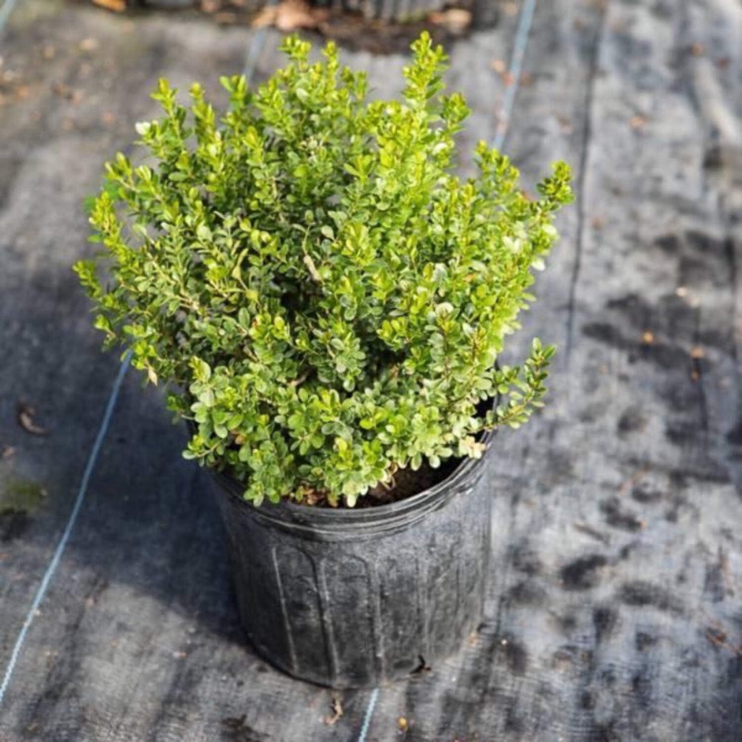 GoBuyPlants - Missy Cole Boxwood - 3 Gallon Pot - Walmart.com