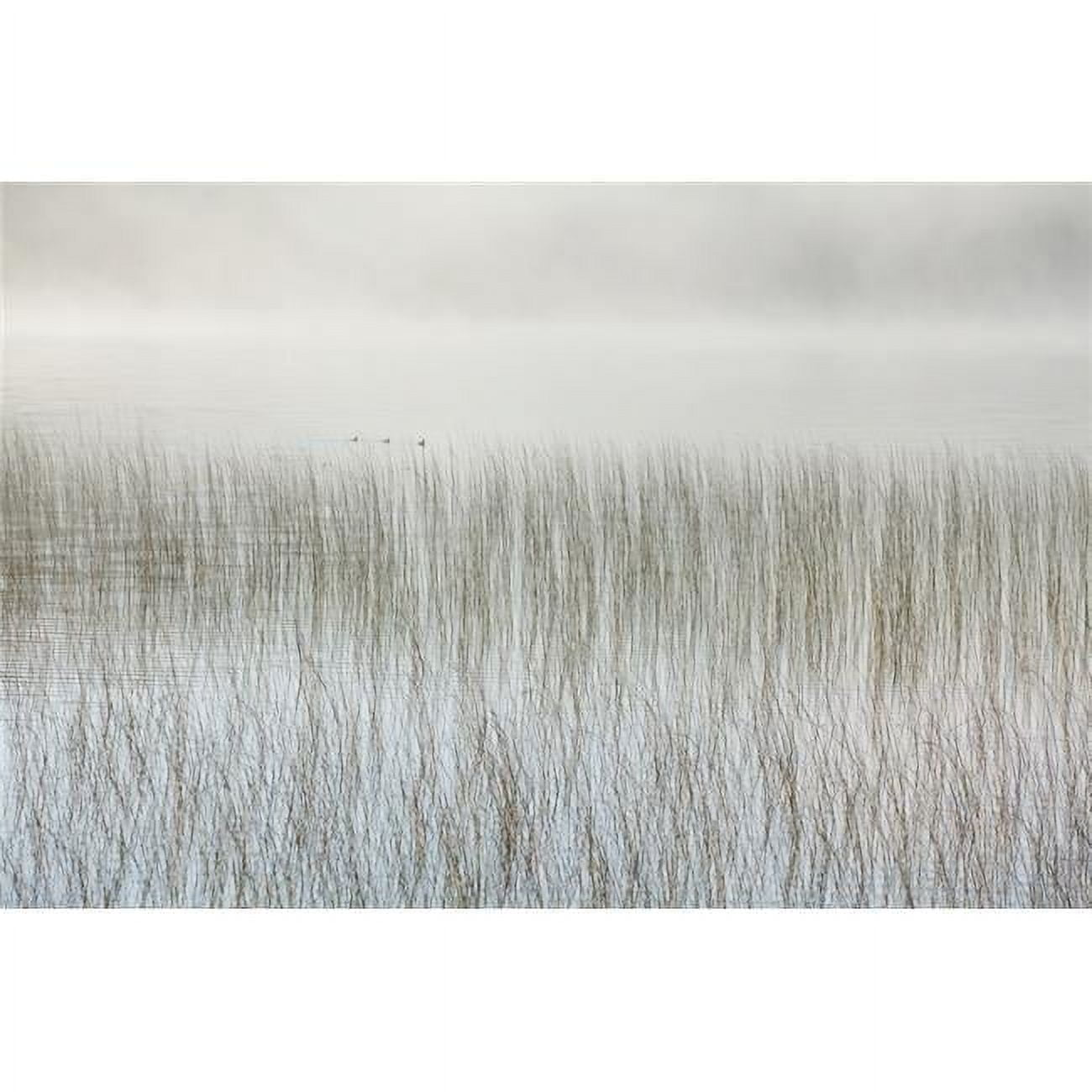 Mist On A Lake with Reeds - Ontario, Canada Poster Print, 19 x 12 ...