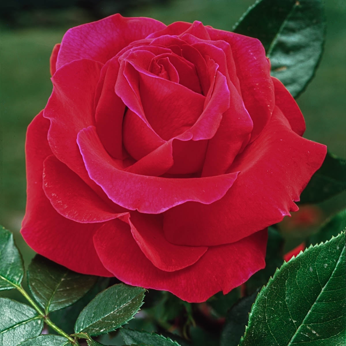 Mister Lincoln Fragrant Hybrid Tea Rose, Includes One Dormant Bare Root ...